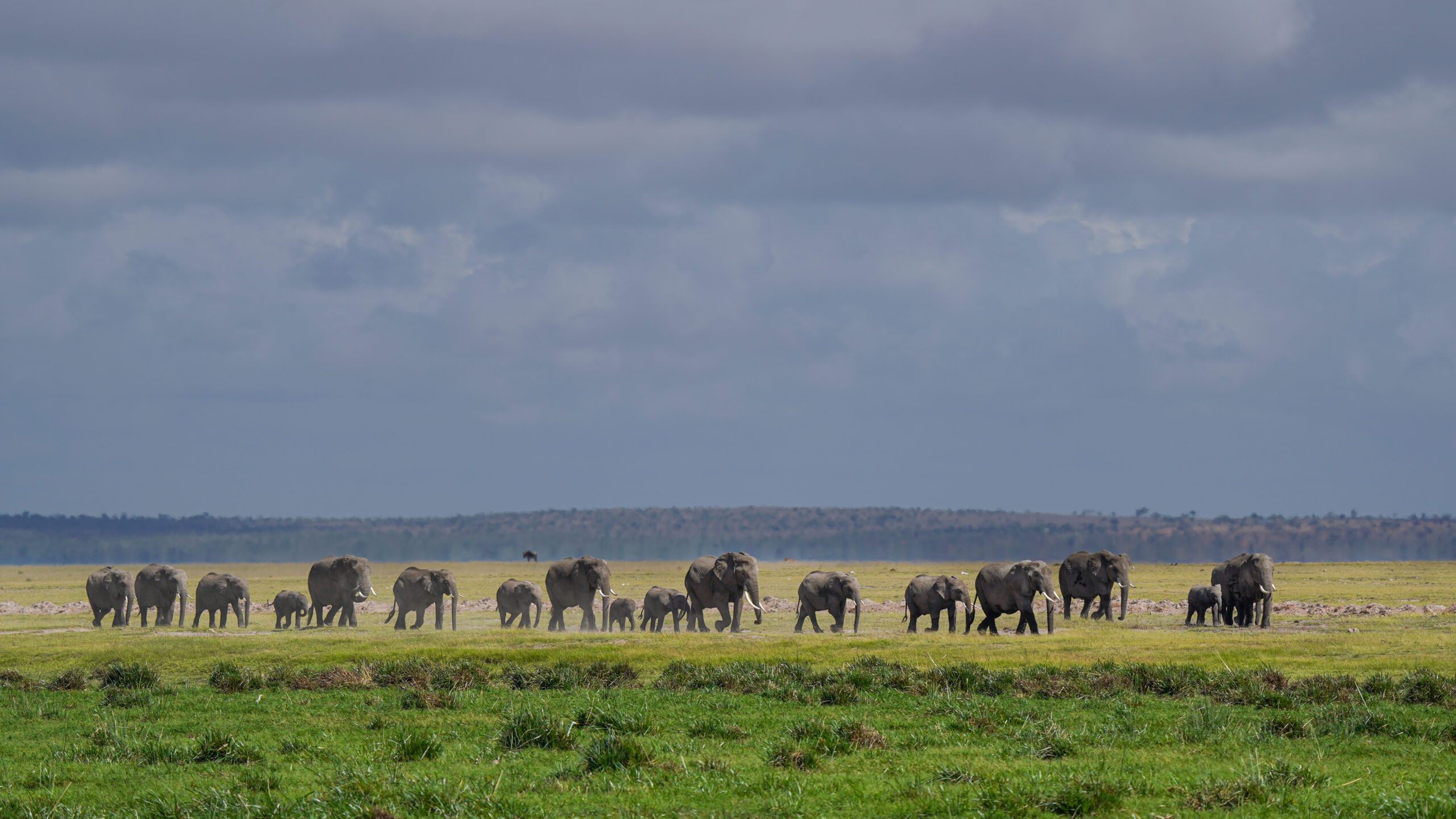 Tanzania Safari Deals-Book a Safari Experience of a Lifetime